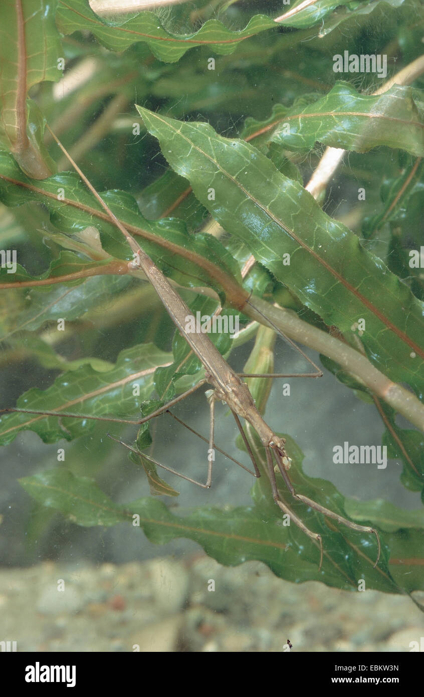 Water Stick Insect, Long-bodied Water Scorpion (Ranatra linearis ...