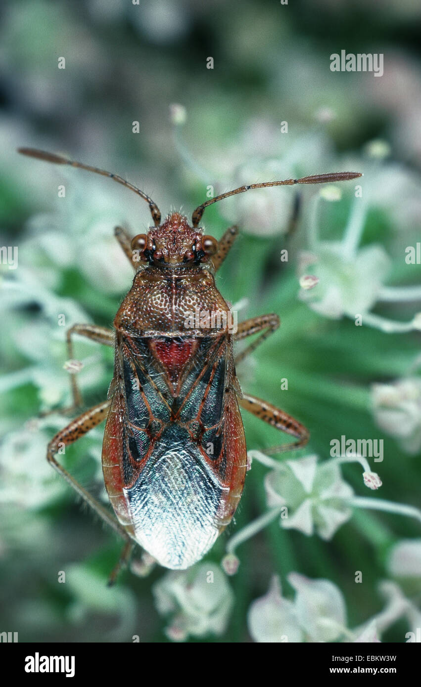 Scentless plant bug, Rhopalid bug (Rhopalus parumpunctatus), on ...