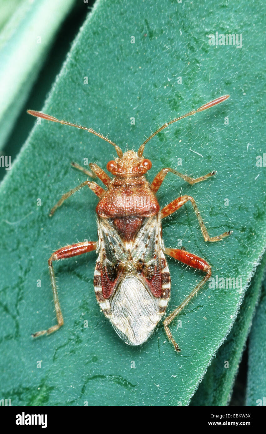 Scentless plant bug, Rhopalid bug (Rhopalus subrufus), on a leaf ...