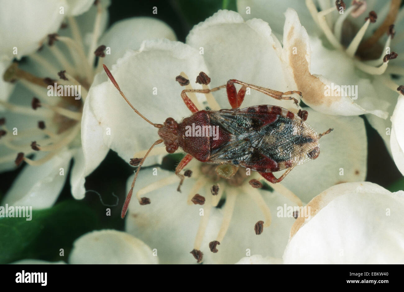 Scentless plant bug, Rhopalid bug (Rhopalus subrufus), on white flowers ...