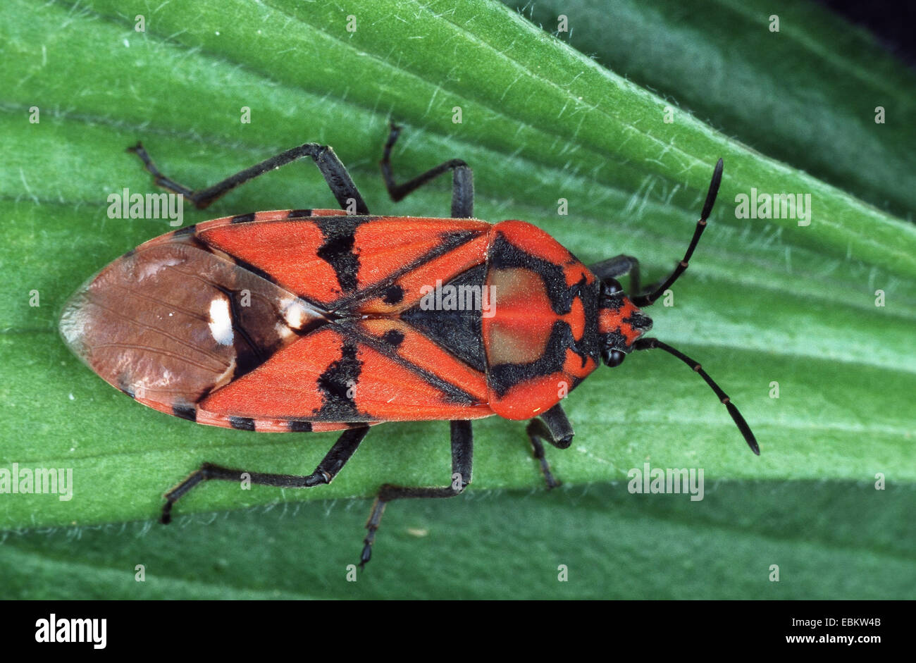 Pandur (Lygaeus pandurus, Spilostethus pandurus), on a leaf Stock Photo ...