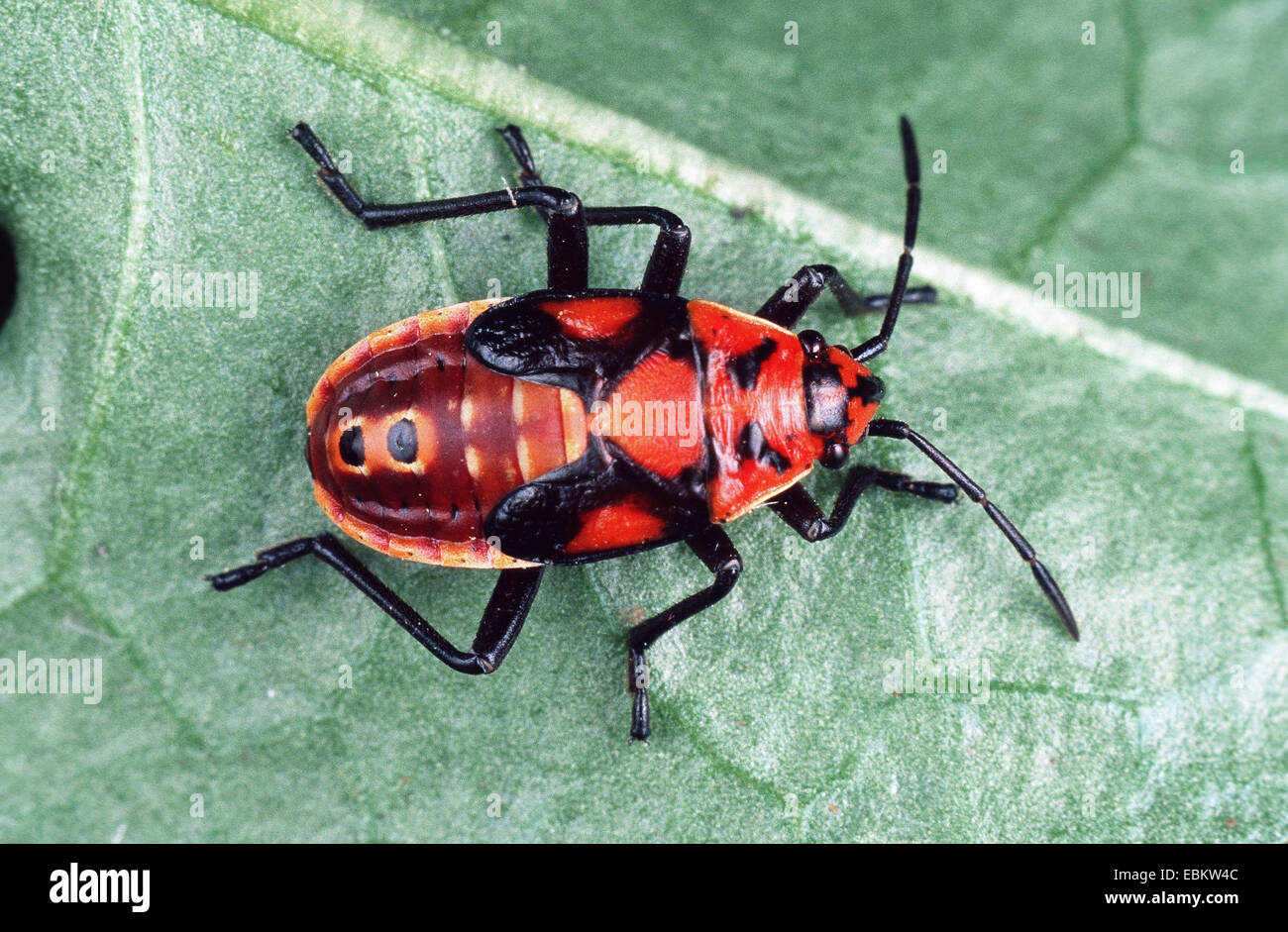 Pandur (Lygaeus pandurus, Spilostethus pandurus), on a leaf Stock Photo ...