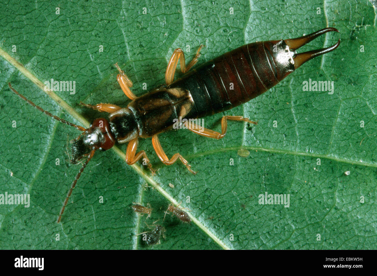 common earwig, European earwig (Forficula auricularia), sitting on a ...