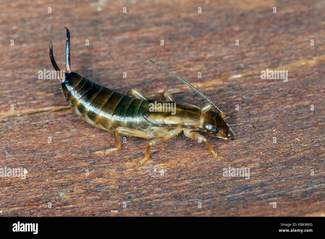 common earwig, European earwig (Forficula auricularia), larva at the ...