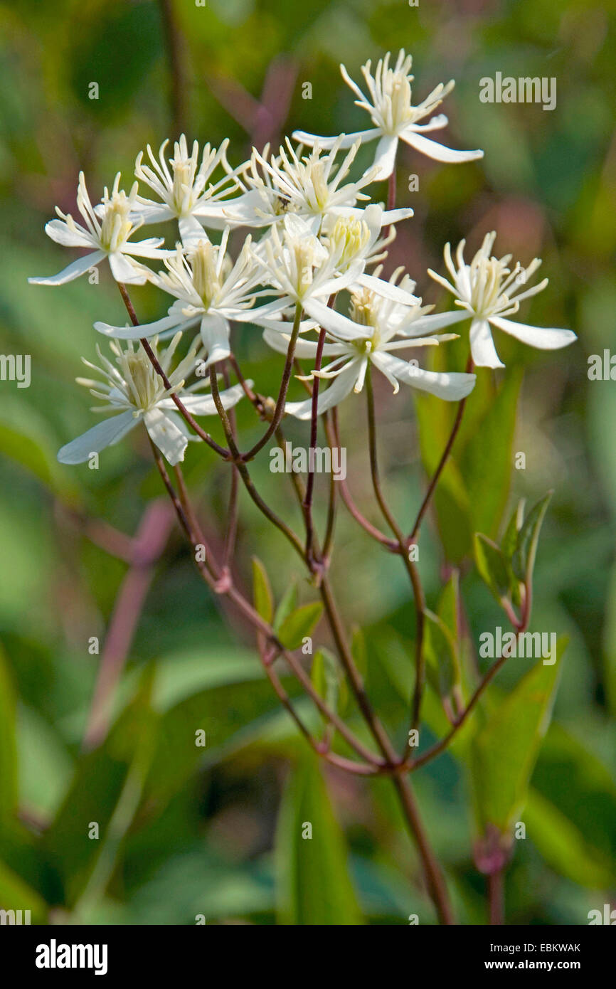 erect clematis, Ground Virgin's-bower (Clematis recta), blooming ...