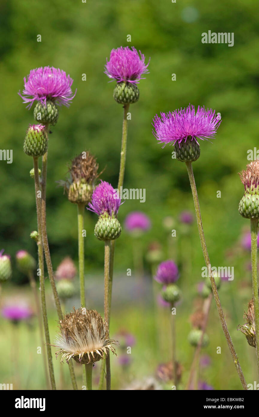 Queen annes thistle hi-res stock photography and images - Alamy