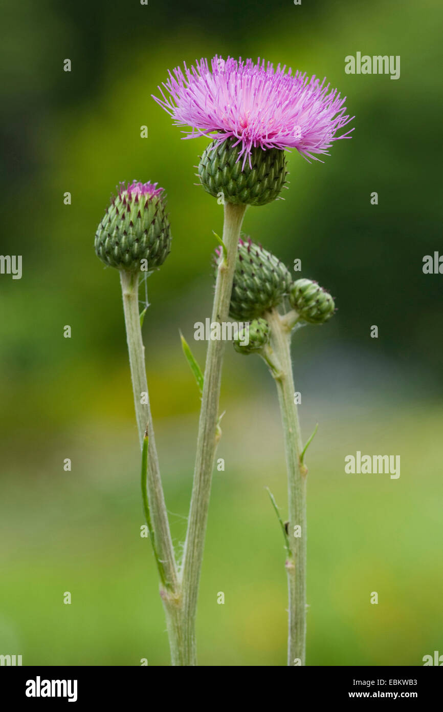 Queen Anne's thistle (Cirsium canum), blooming, Germany Stock Photo - Alamy