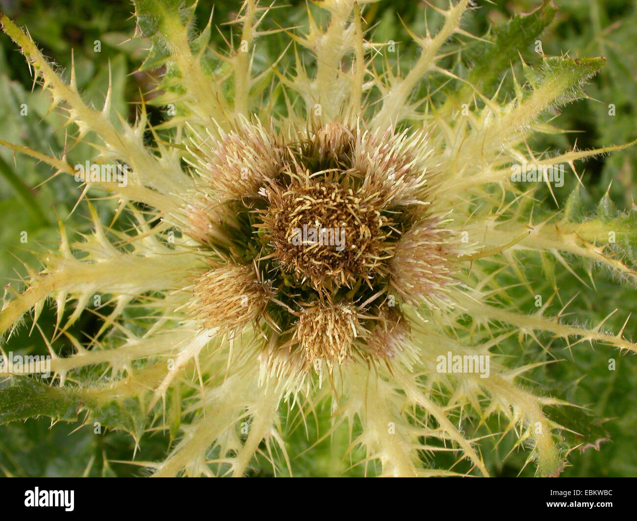 yellow thistle (Cirsium spinosissimum), inflorescence, Germany Stock ...