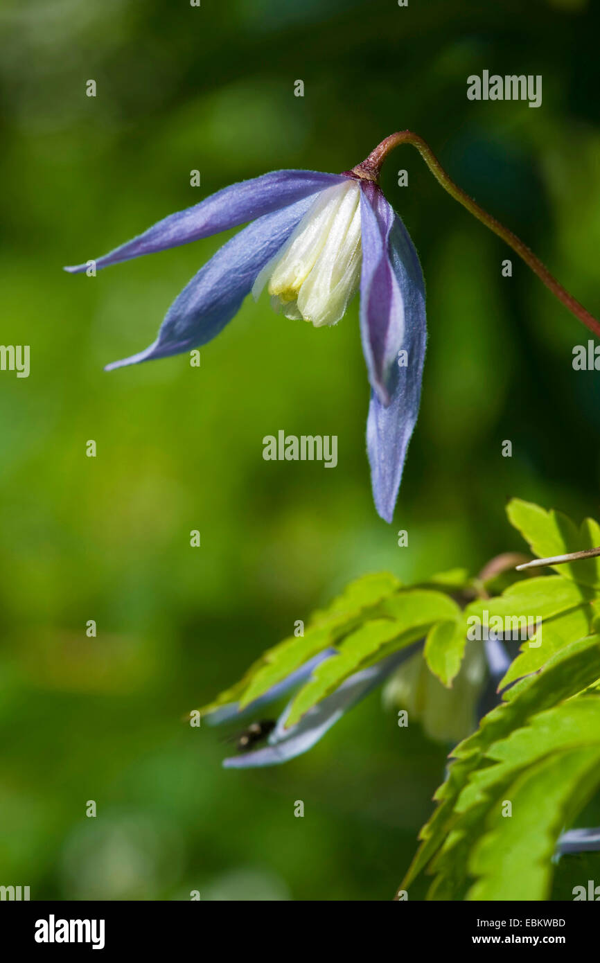 Alpine clematis (Clematis alpina), flower, Switzerland Stock Photo - Alamy