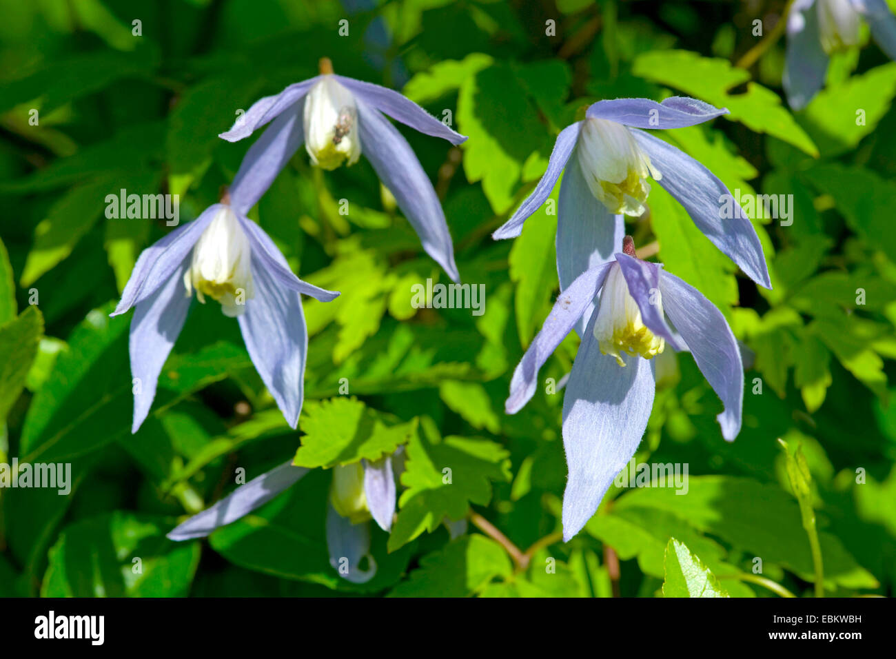Alpine clematis (Clematis alpina), flowers, Switzerland Stock Photo - Alamy