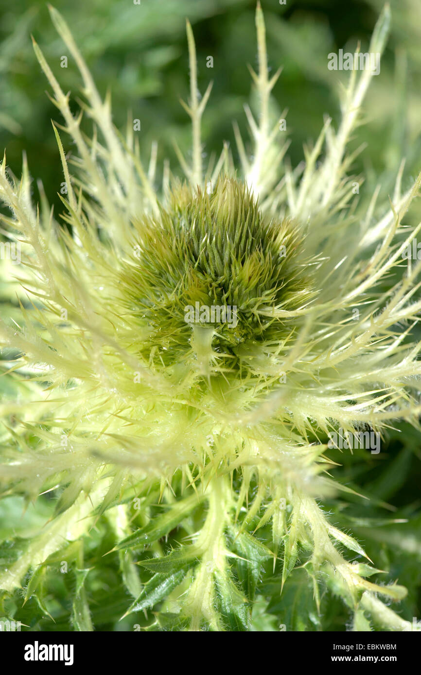 yellow thistle (Cirsium spinosissimum), inflorescence, Germany Stock ...