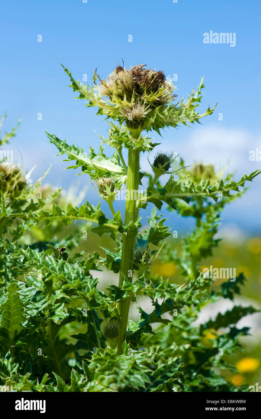 yellow thistle (Cirsium spinosissimum), blooming, Germany Stock Photo ...