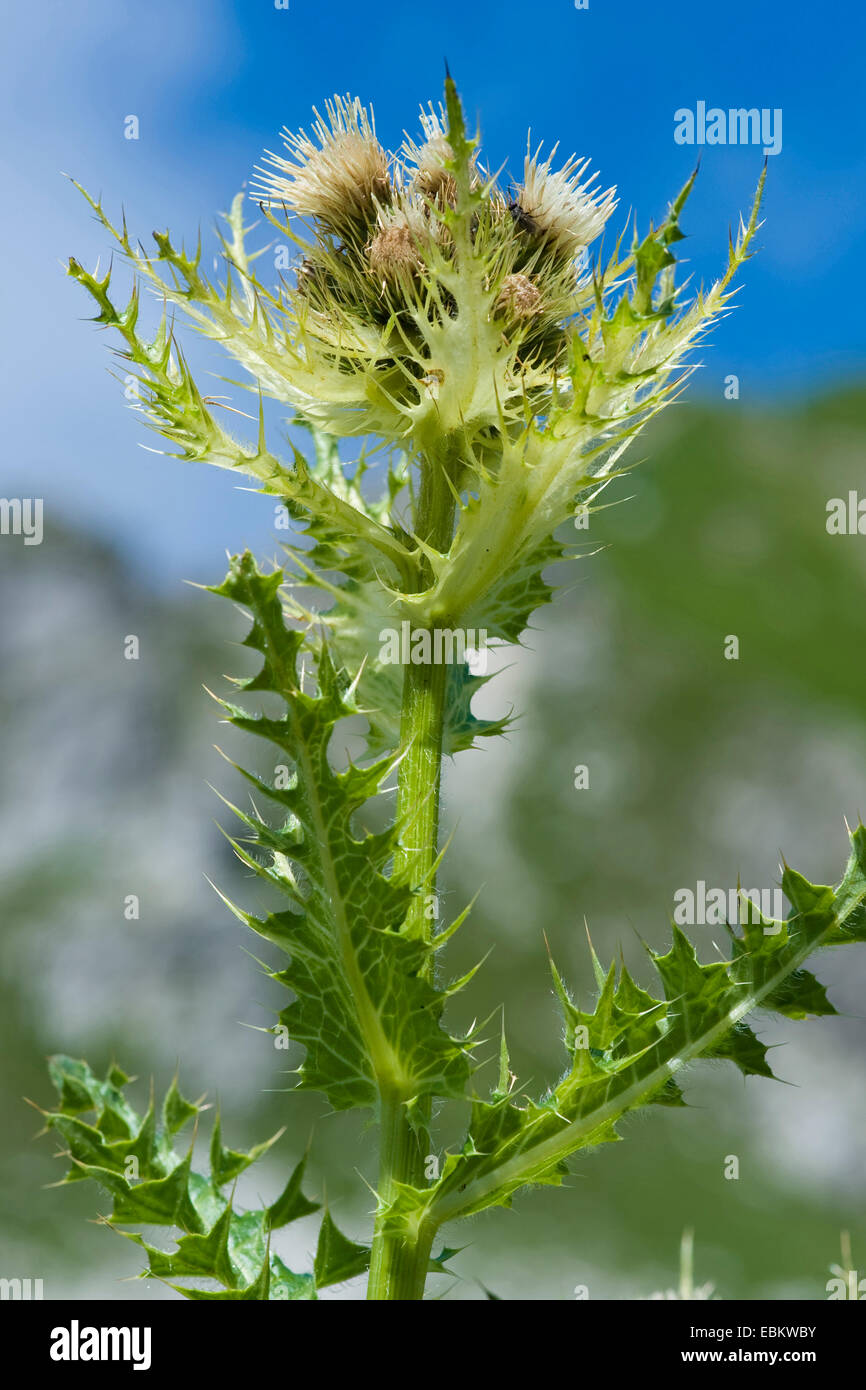 yellow thistle (Cirsium spinosissimum), blooming, Germany Stock Photo ...