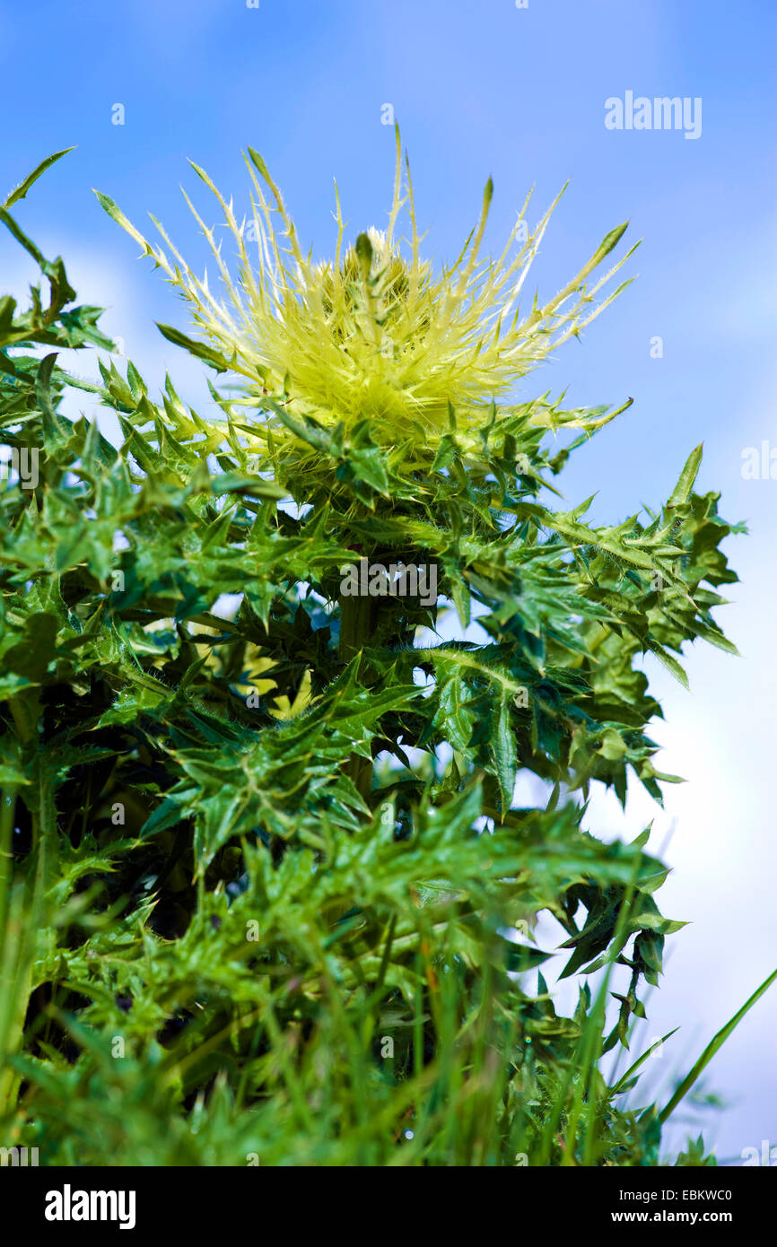 yellow thistle (Cirsium spinosissimum), blooming, Germany Stock Photo ...