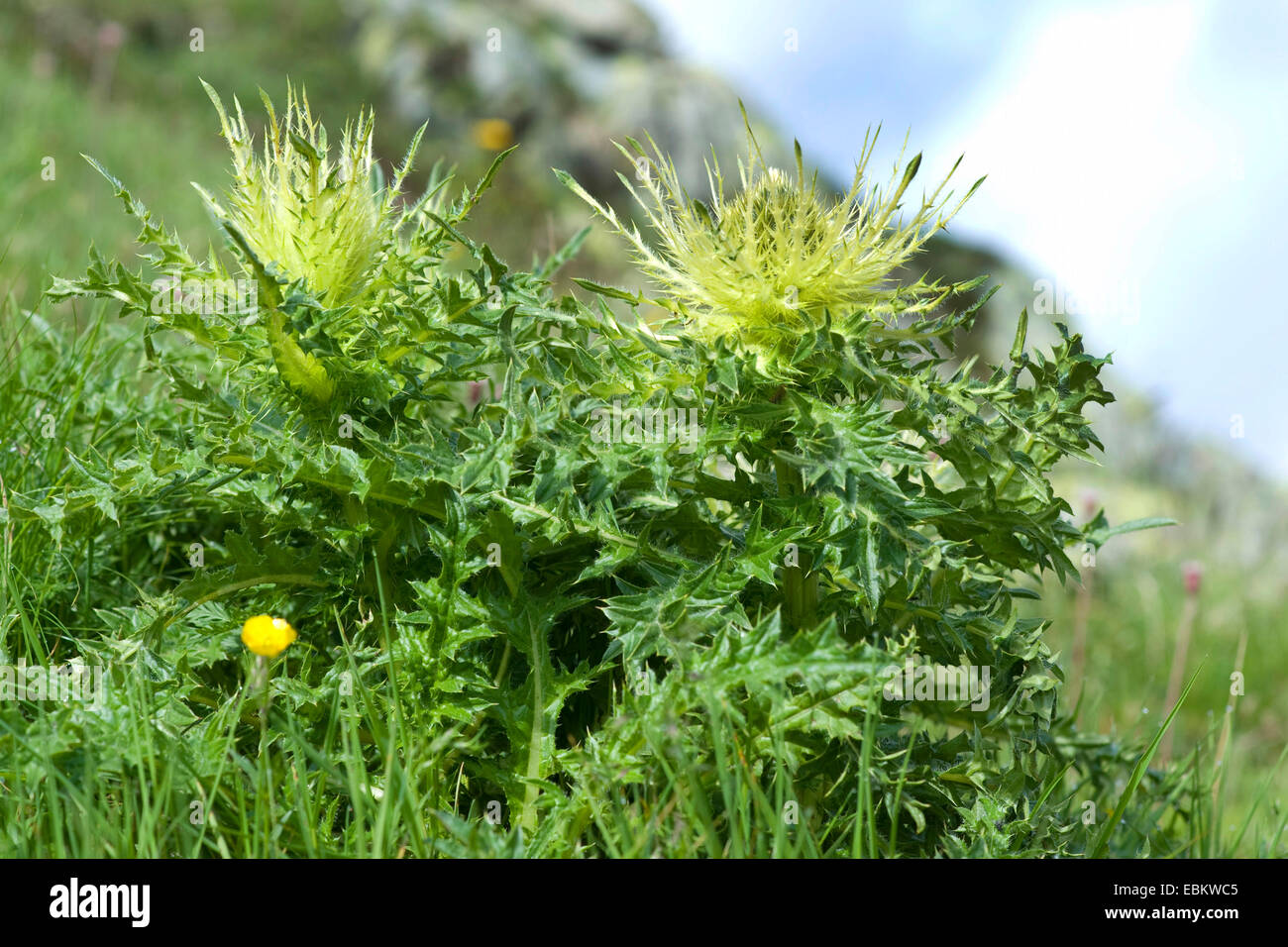 yellow thistle (Cirsium spinosissimum), blooming in a mountain meadow ...