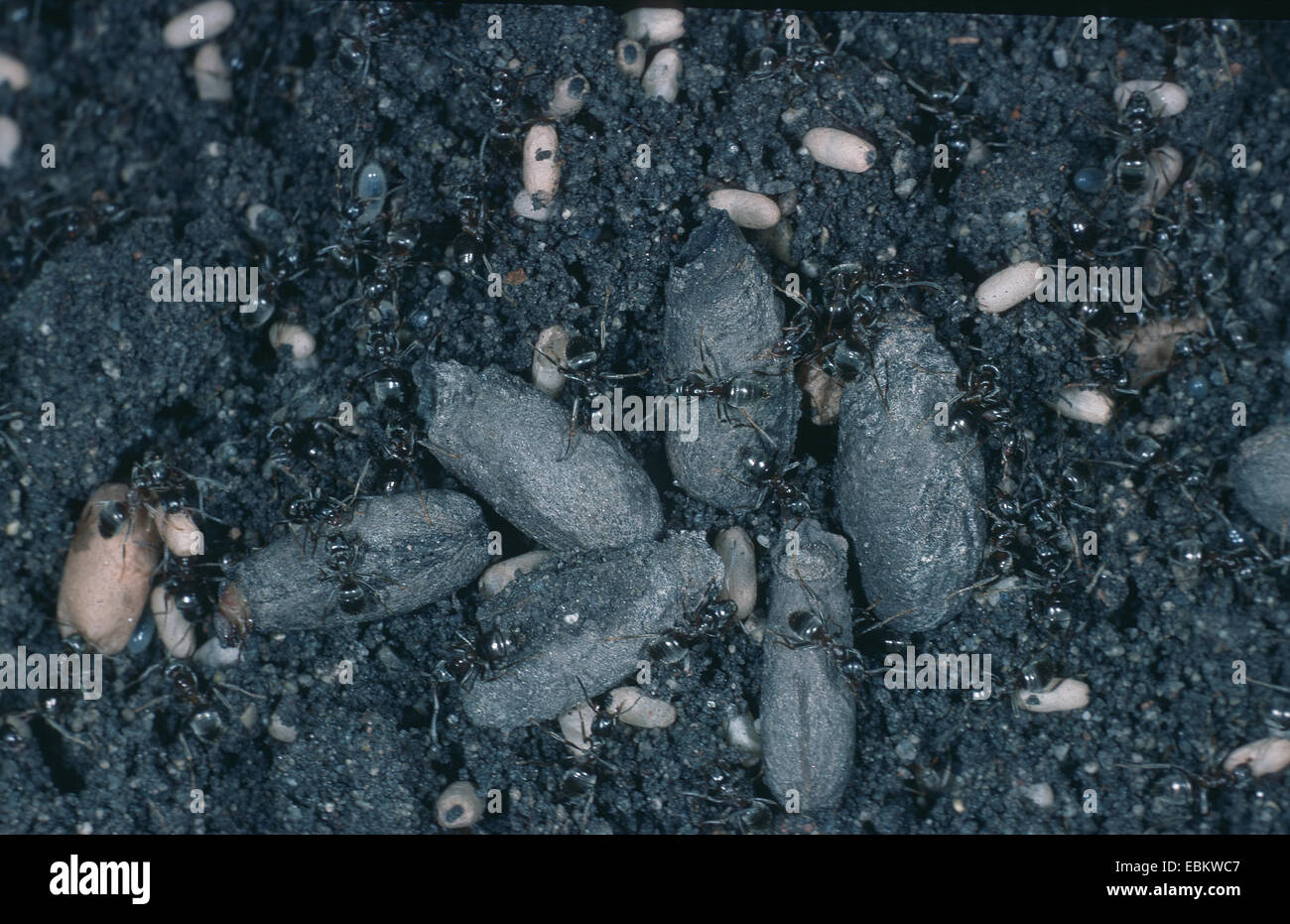 Ant larvae nest hi-res stock photography and images - Alamy