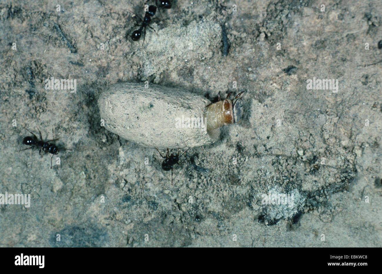 Ant nest beetles hi-res stock photography and images - Alamy