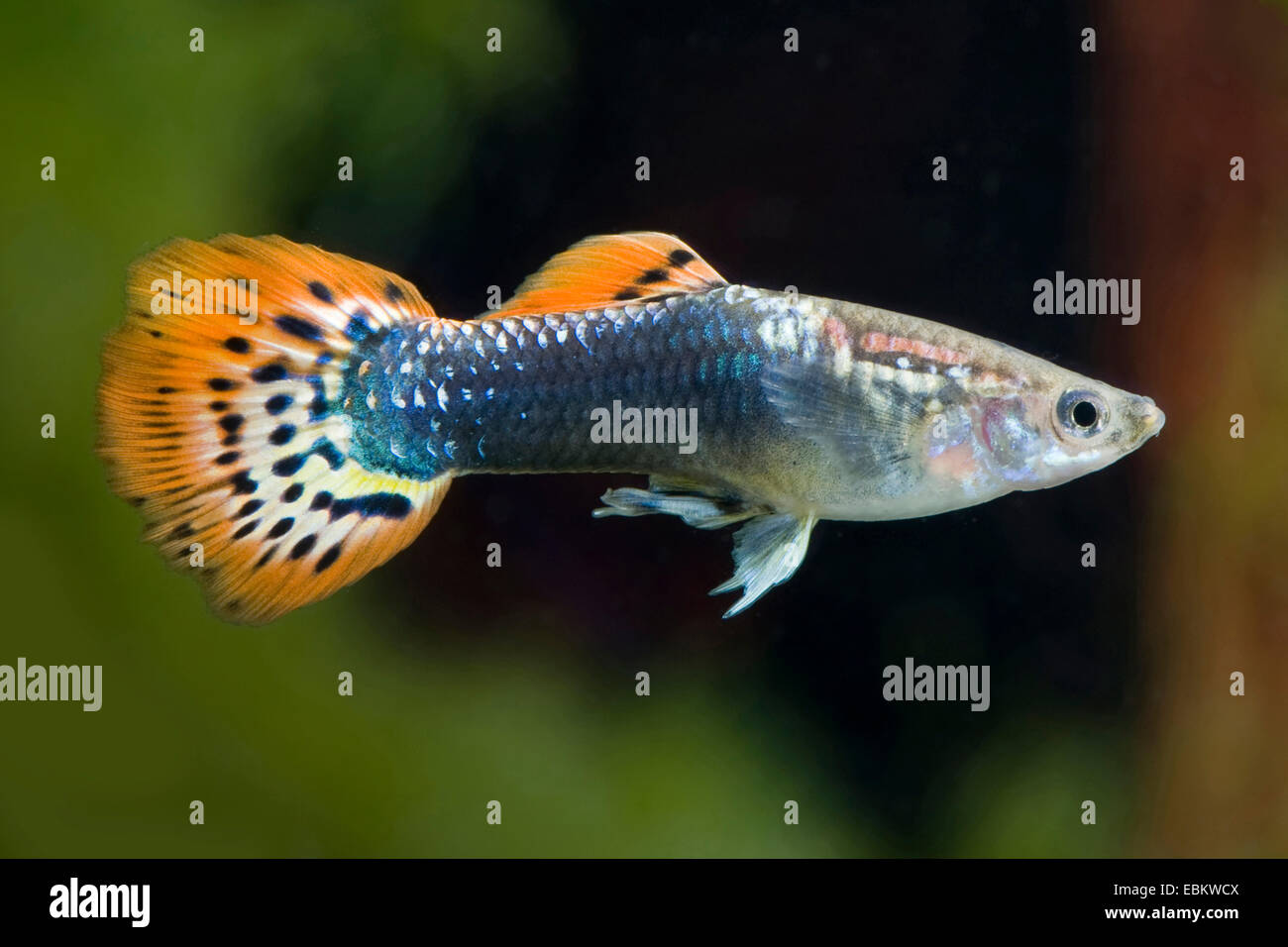 guppy (Poecilia reticulata, Lebistes reticulatus, Lebistes reticulata ...