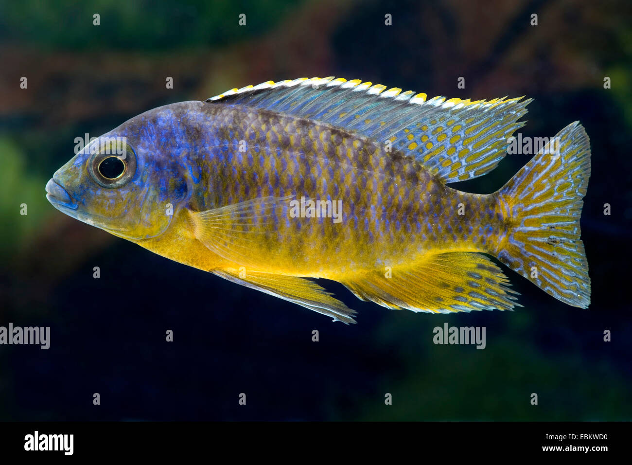 Malawi Cichlid (Protomelas virgatus), full length portrait Stock Photo ...