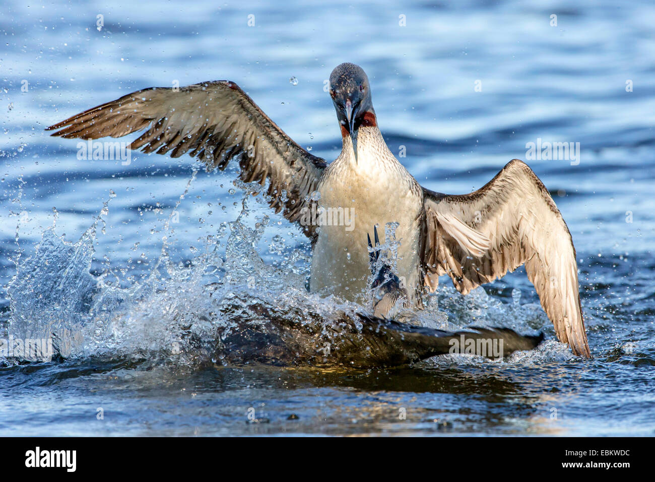 red-throated diver (Gavia stellata), two red-throated divers fighting ...