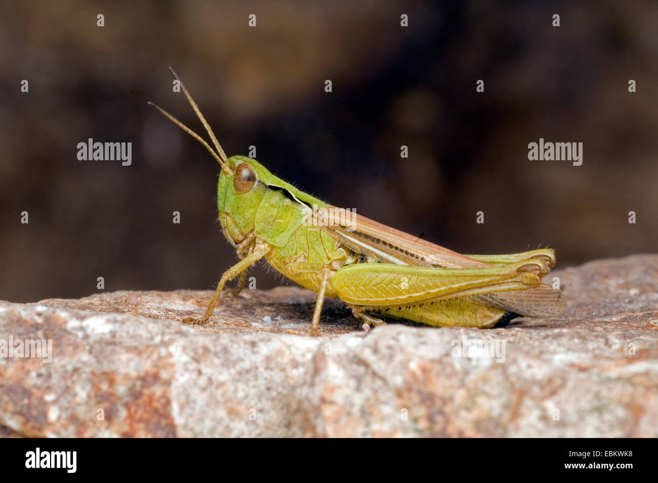 Field grasshopper, Common field grasshopper (Chorthippus brunneus ...