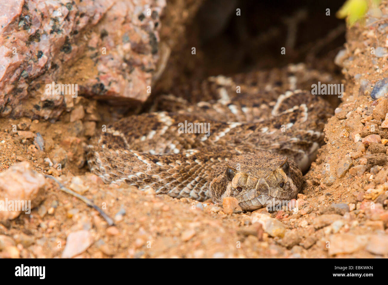 Western Diamondback Rattlesnake (Crotalus atrox), lurking in front of ...