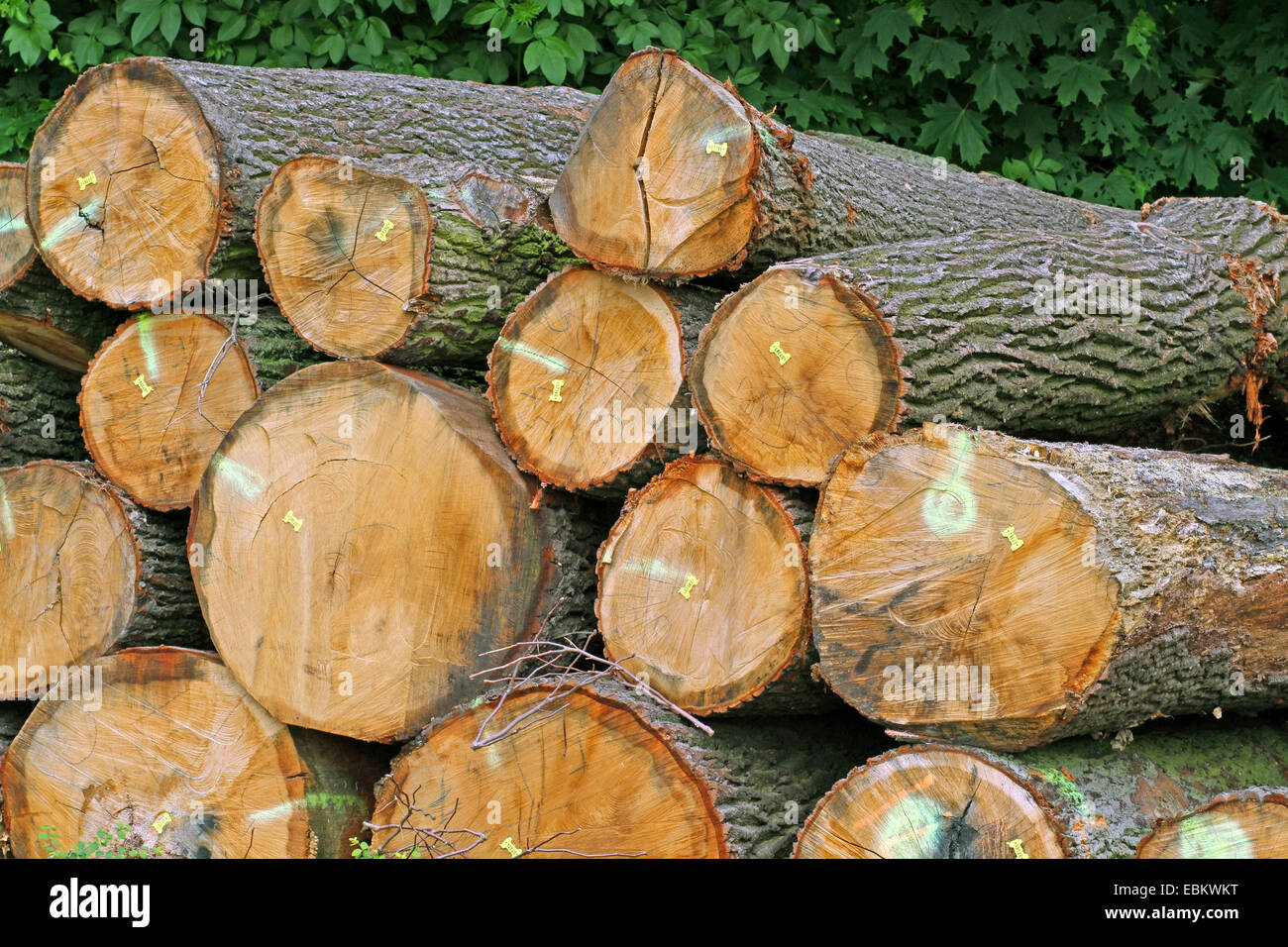 log ready for removal, Germany Stock Photo - Alamy