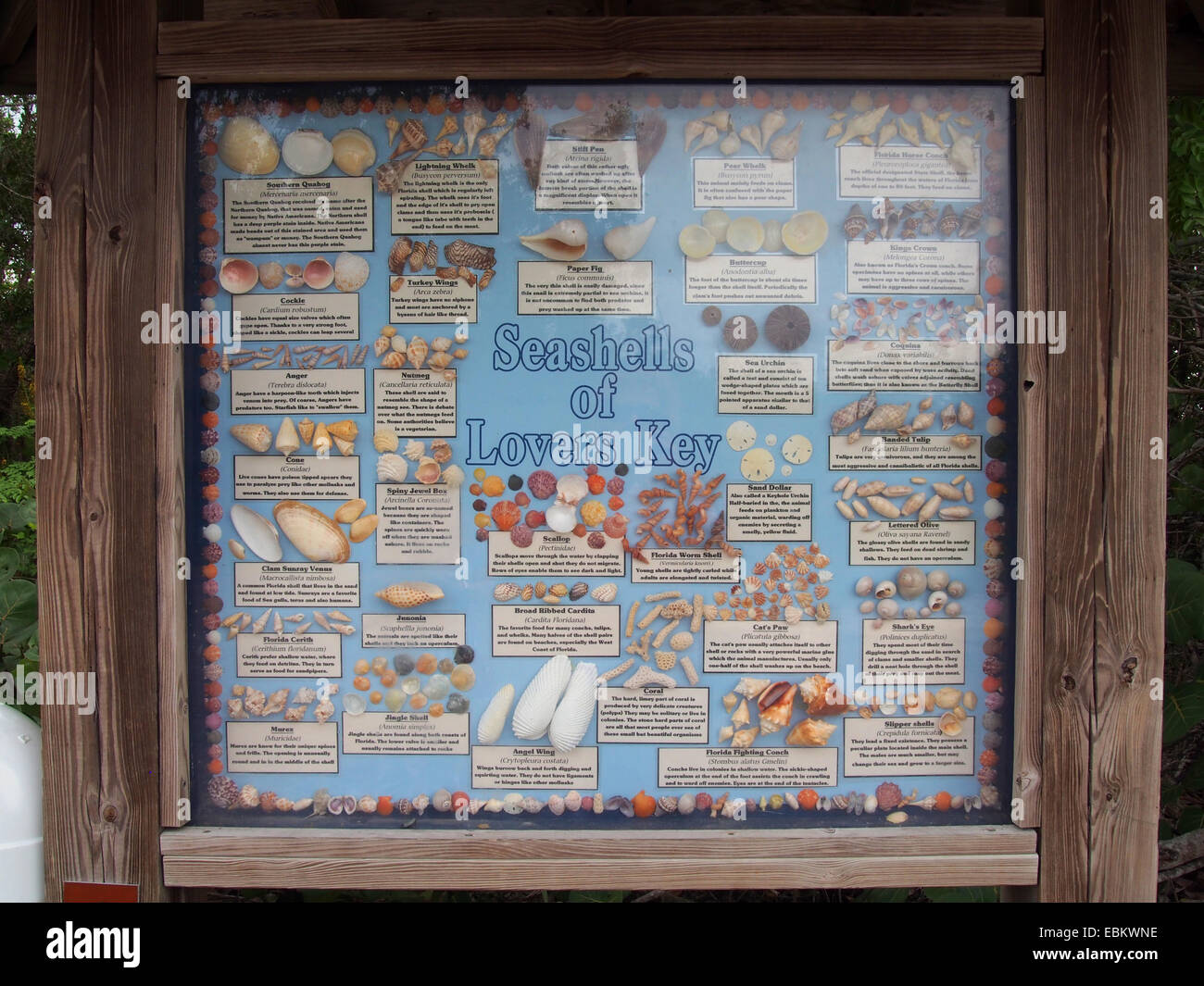Sign identifying various seashells at Lovers Key State Park, Fort Myers ...