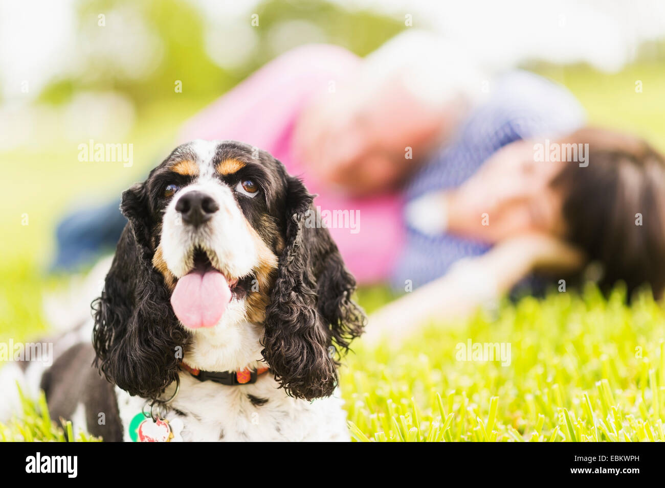 Happy elderly lady with dog hi-res stock photography and images - Alamy