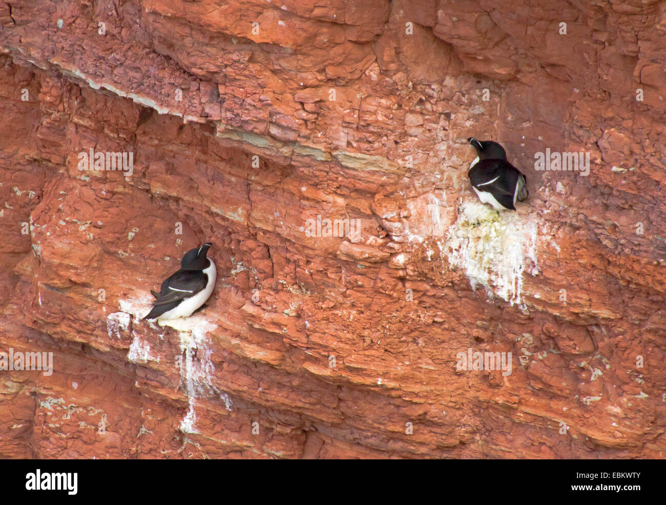 razorbill (Alca torda), two razorbills on nest at a rock wall, Europe ...