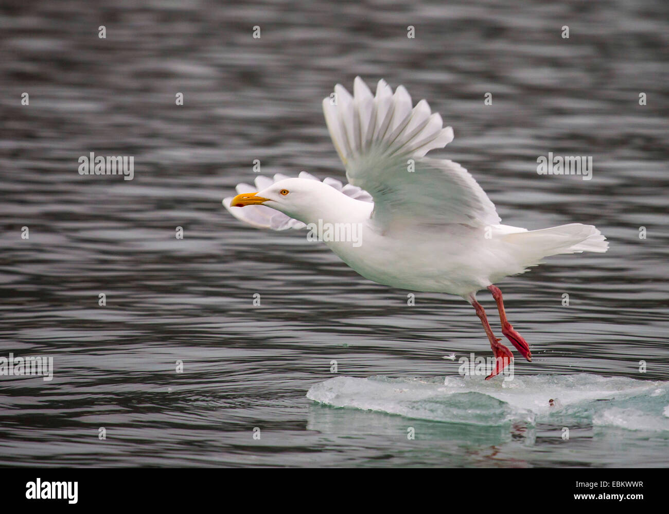 glaucous gull (Larus hyperboreus), starting from ice, Norway, Svalbard ...
