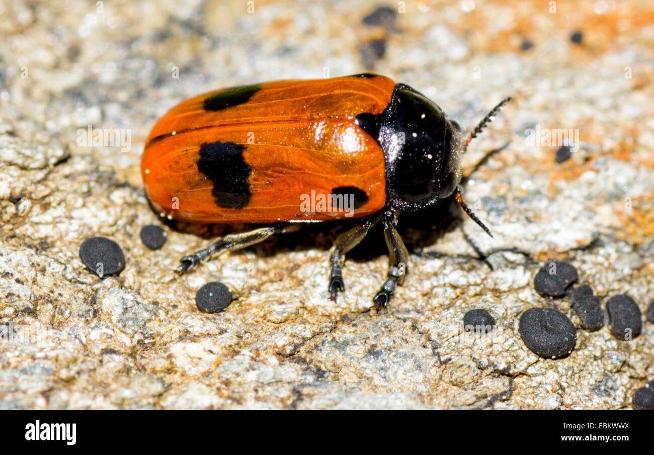 Willow clytra (Clytra quadripunctata), full length portrait, Austria ...