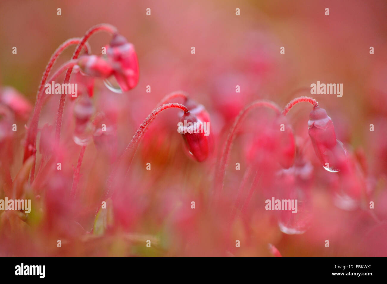 wild cranberry, bog cranberry, small cranberry, swamp cranberry ...