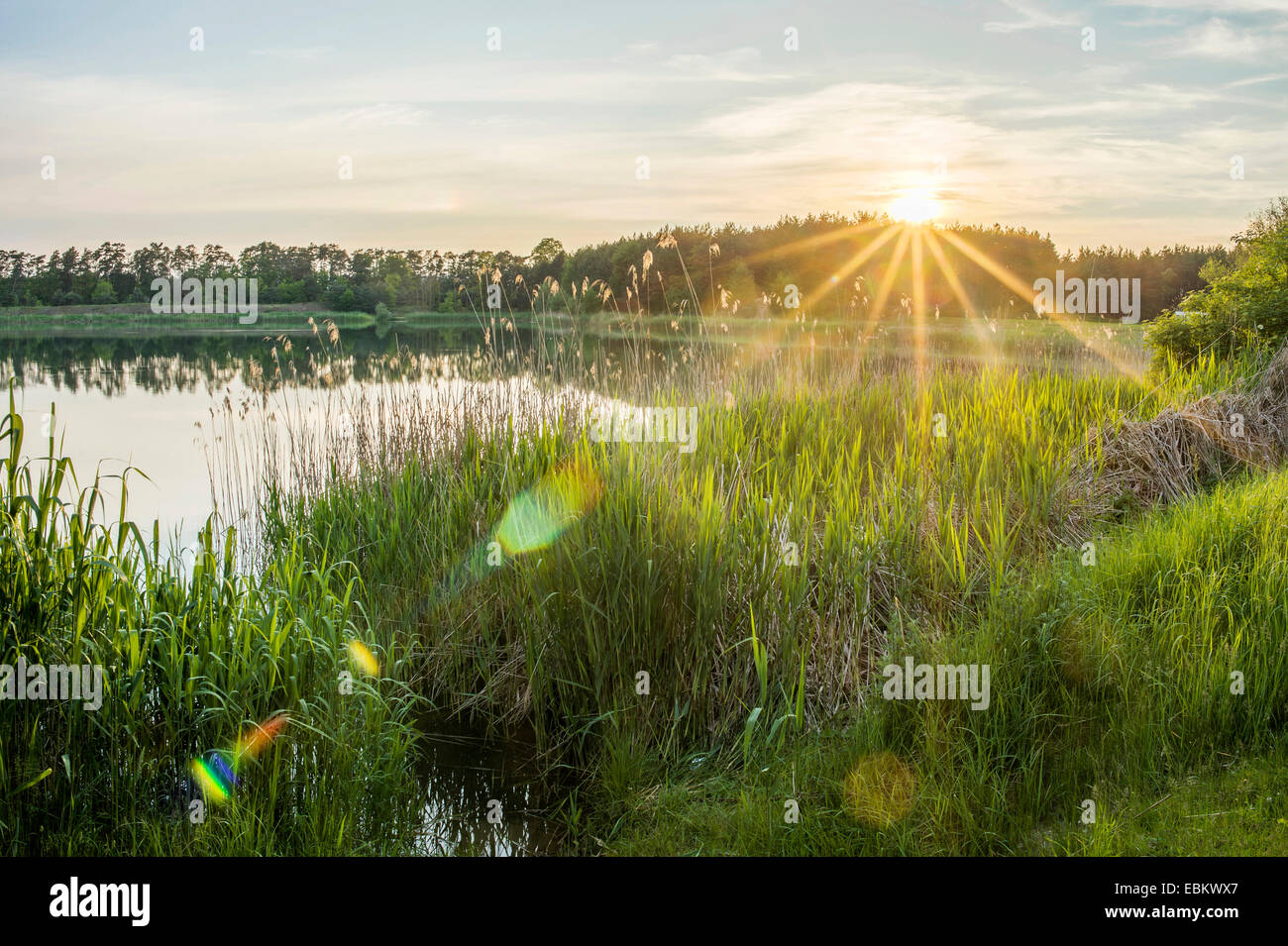 pond in spring at sunset, Germany, Bavaria, Oberpfalz Stock Photo - Alamy