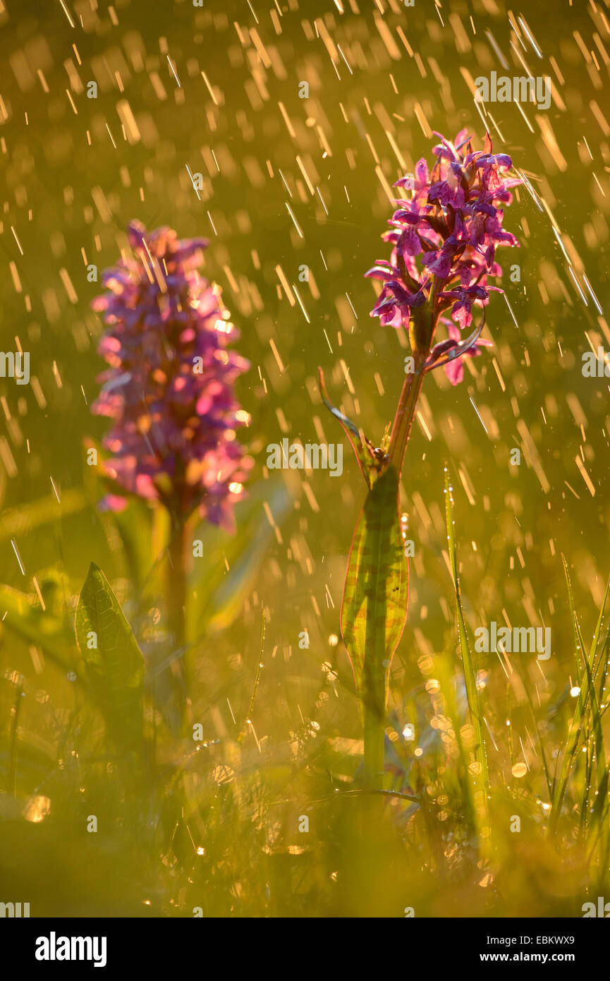 western marsh-orchid (Dactylorhiza majalis), blooming in backlight ...