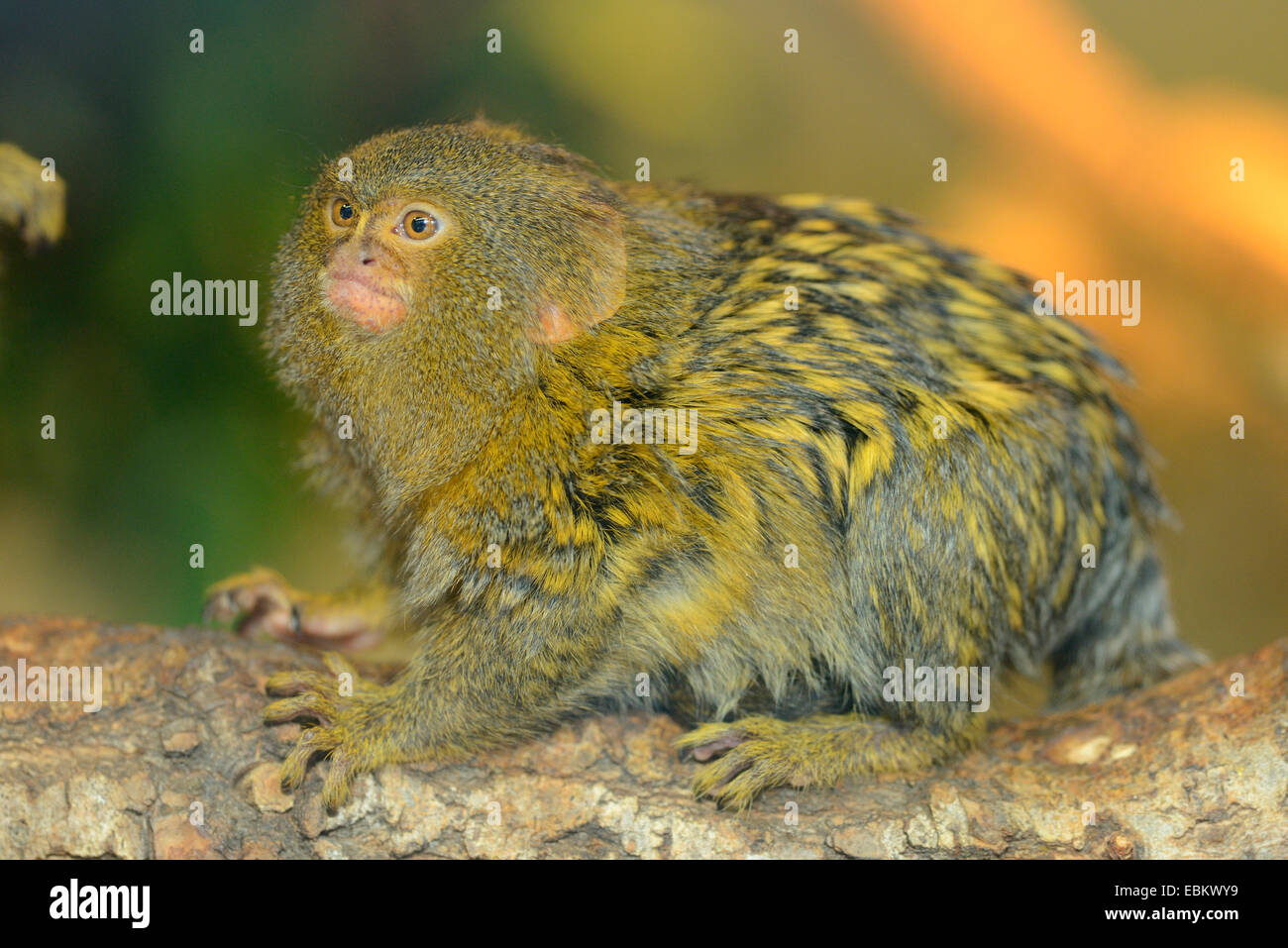 Pygmy marmoset (Cebuella pygmaea, Callithrix pygmaea), sitting on a ...