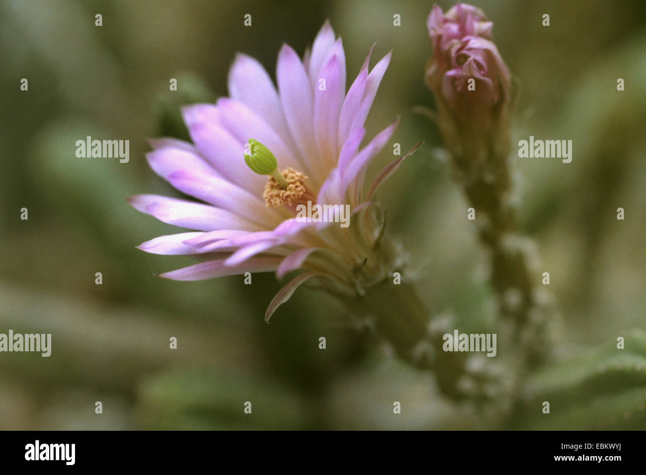 Hedgehog cactus hi-res stock photography and images - Alamy