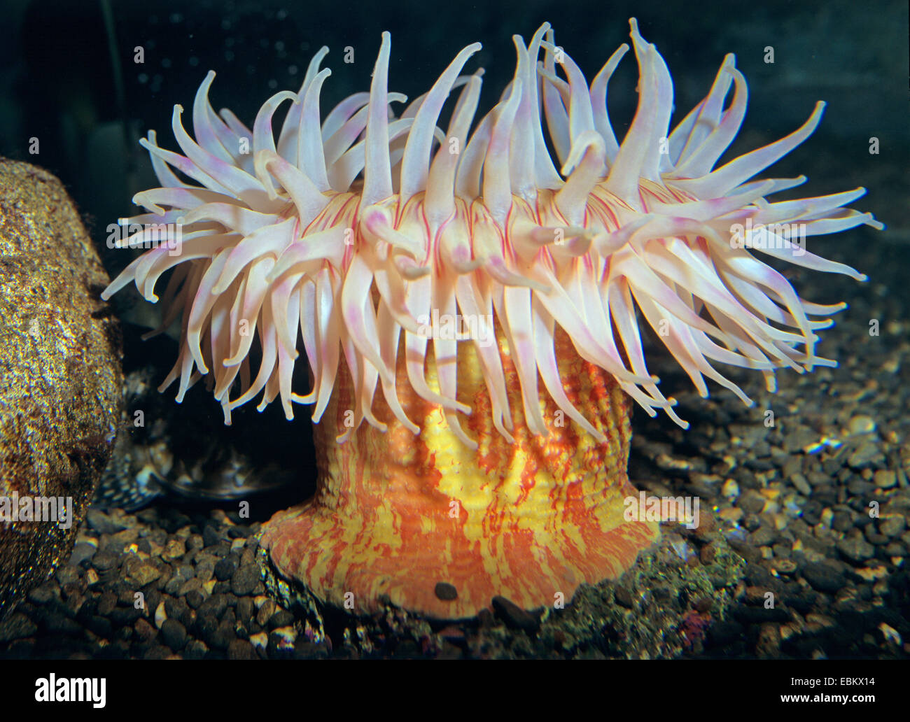 Mottled anemone, Rose anemone, Northern red anemone, Crassicorn anemone ...