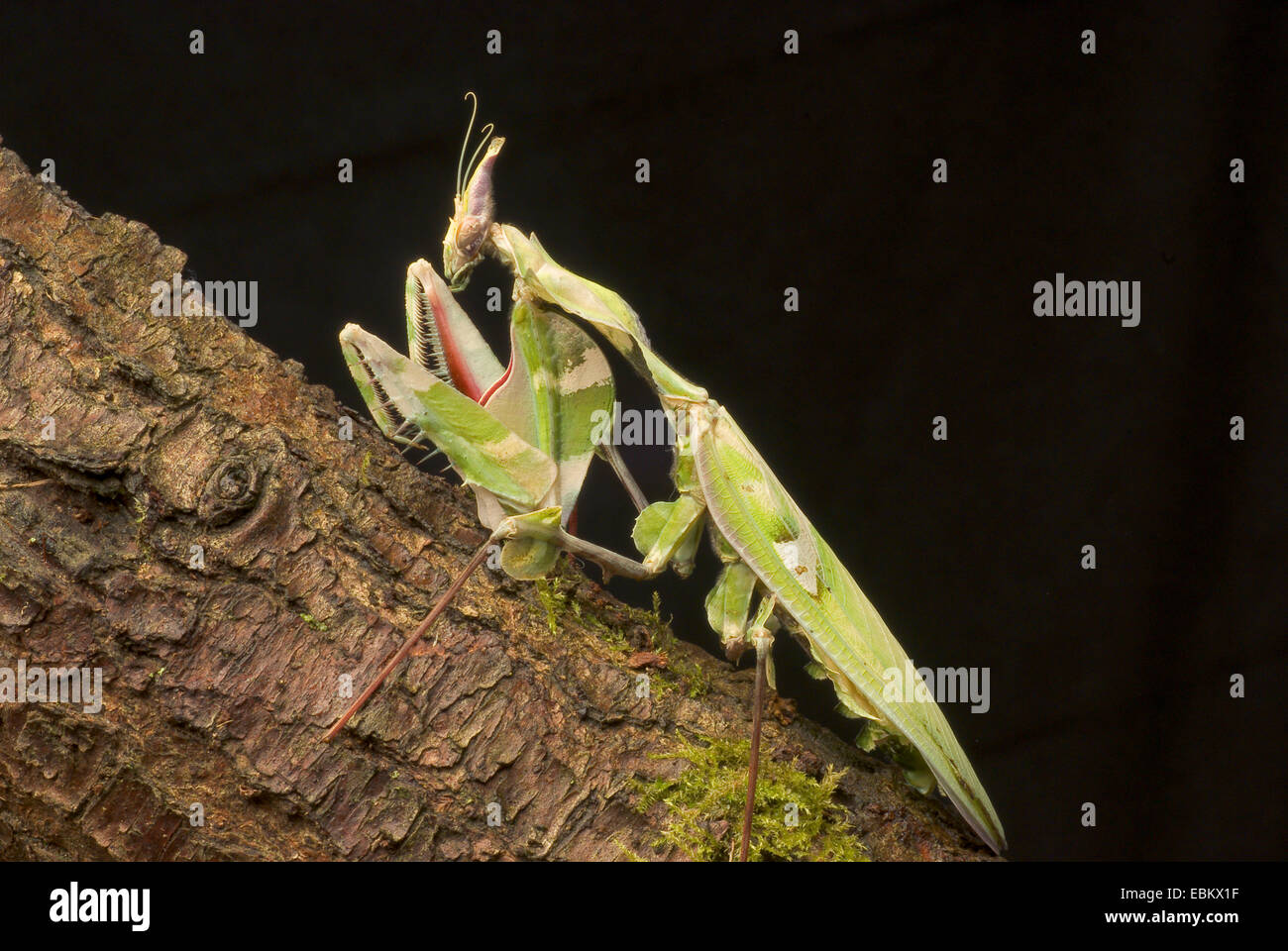 Idolomantis diabolica hi-res stock photography and images - Alamy