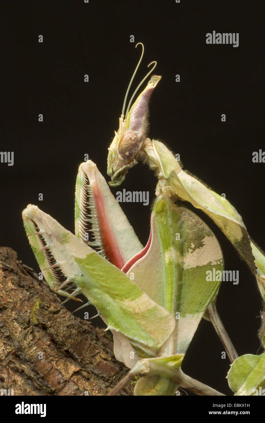 Giant Devil Flower Mantis