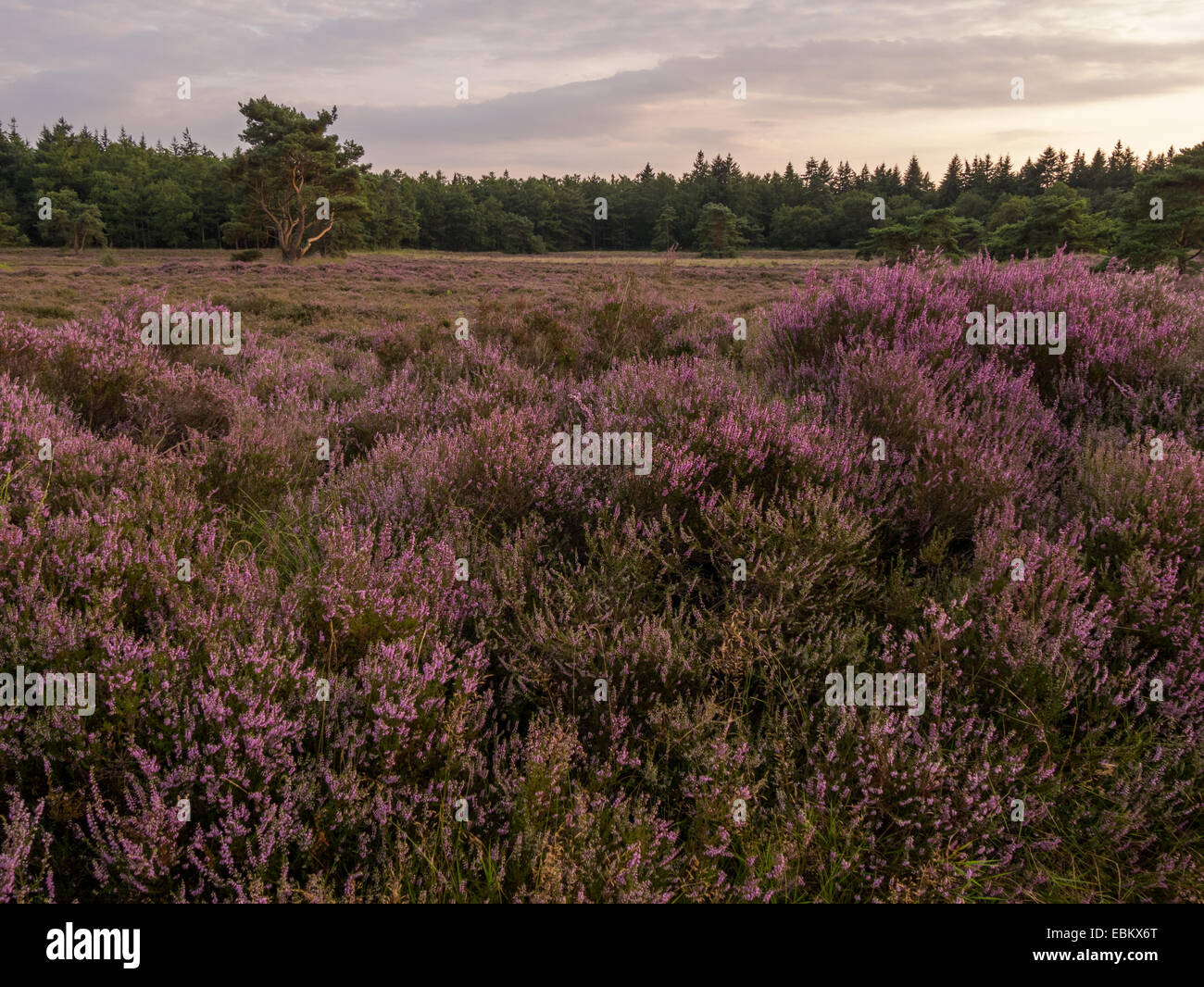 View over a heathland field in full bloom in Holland Stock Photo - Alamy