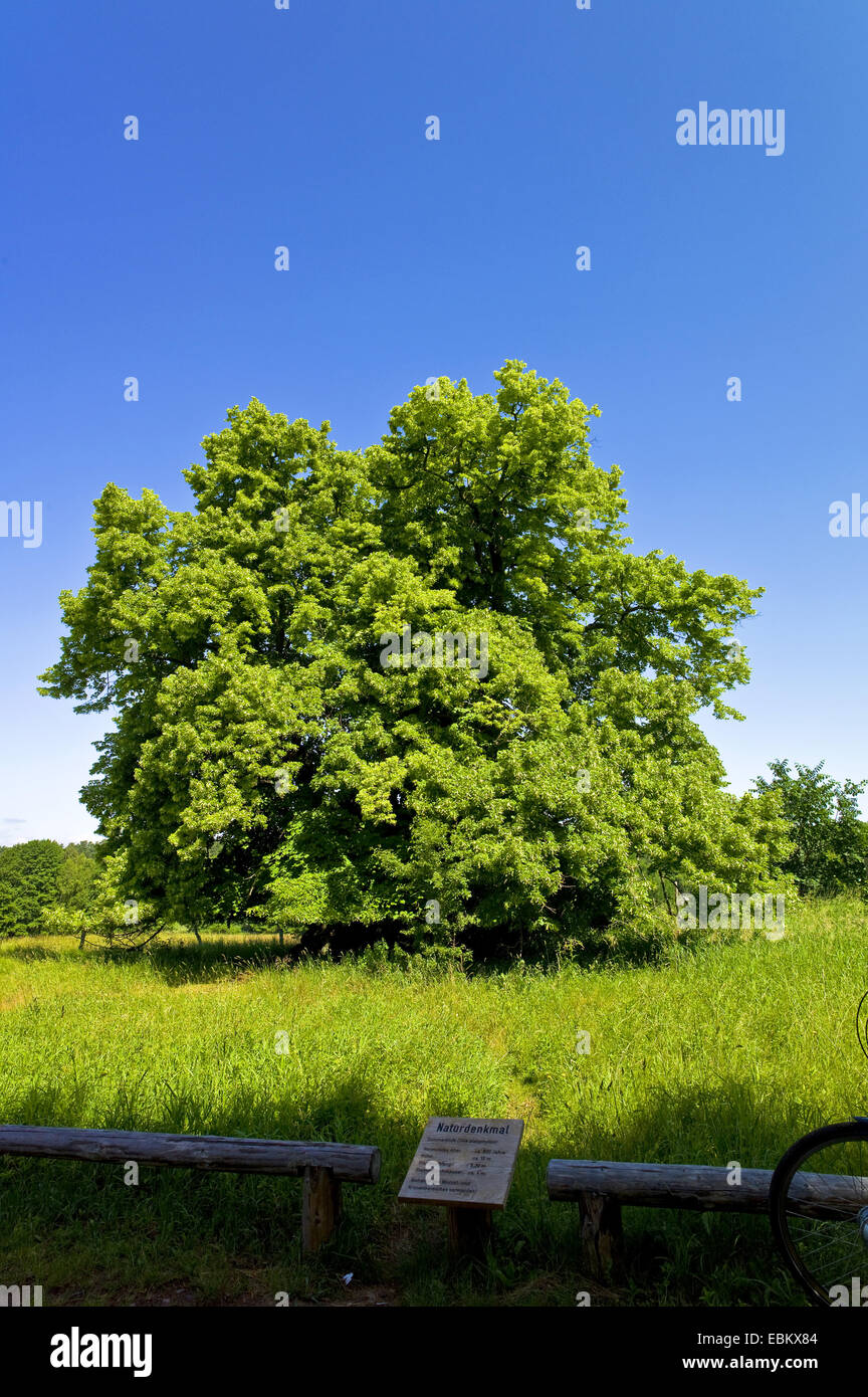 large-leaved lime, lime tree (Tilia platyphyllos), 700 years old lime ...