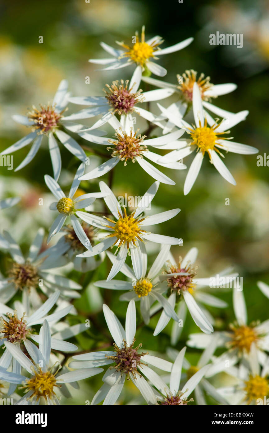 Asters Flower White