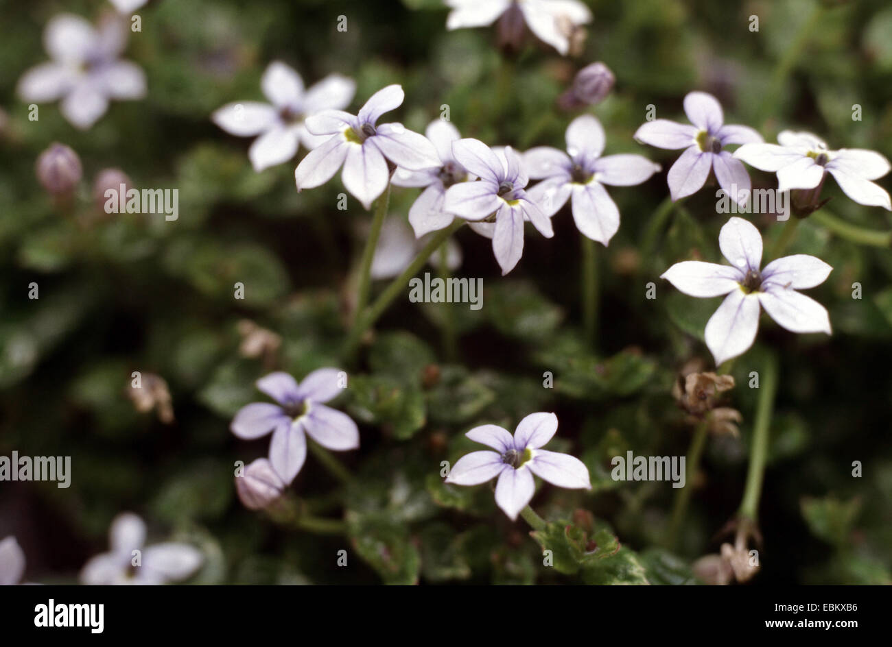 Blue star creeper hi-res stock photography and images - Alamy