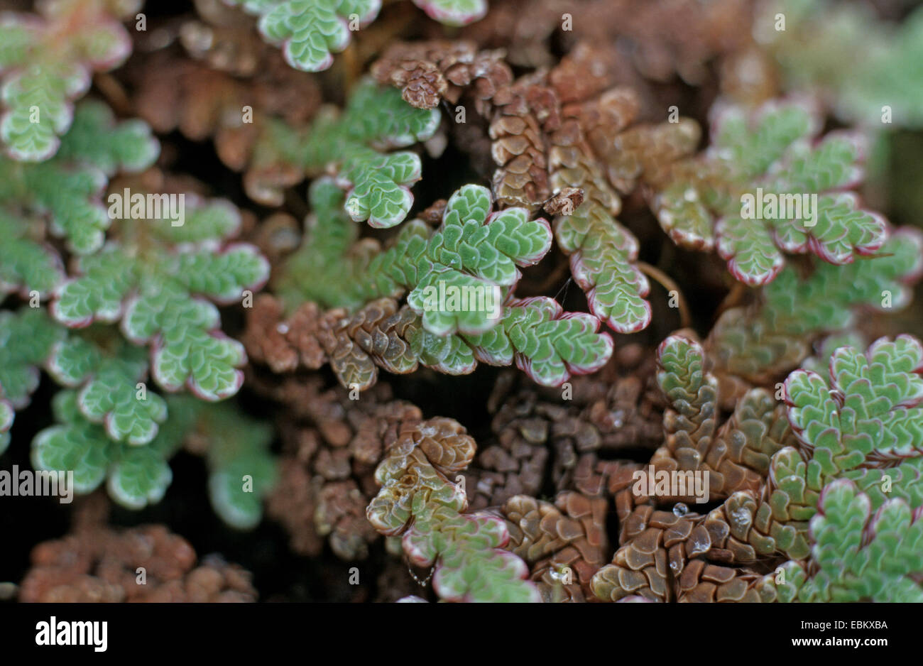 Azolla filiculoides (Azolla filiculoides), swimming Stock Photo - Alamy