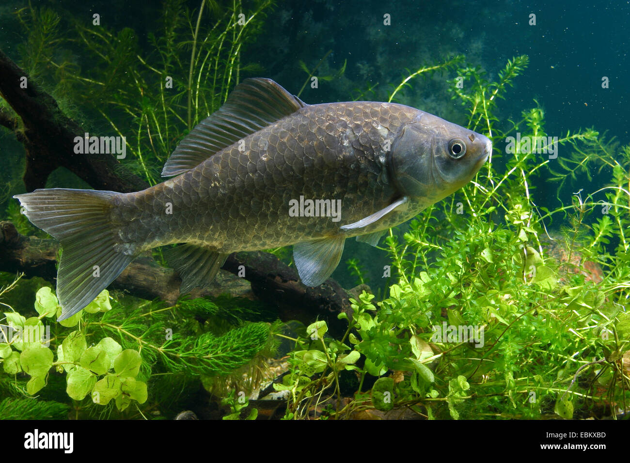 Carassius auratus gibelio format hi-res stock photography and images ...
