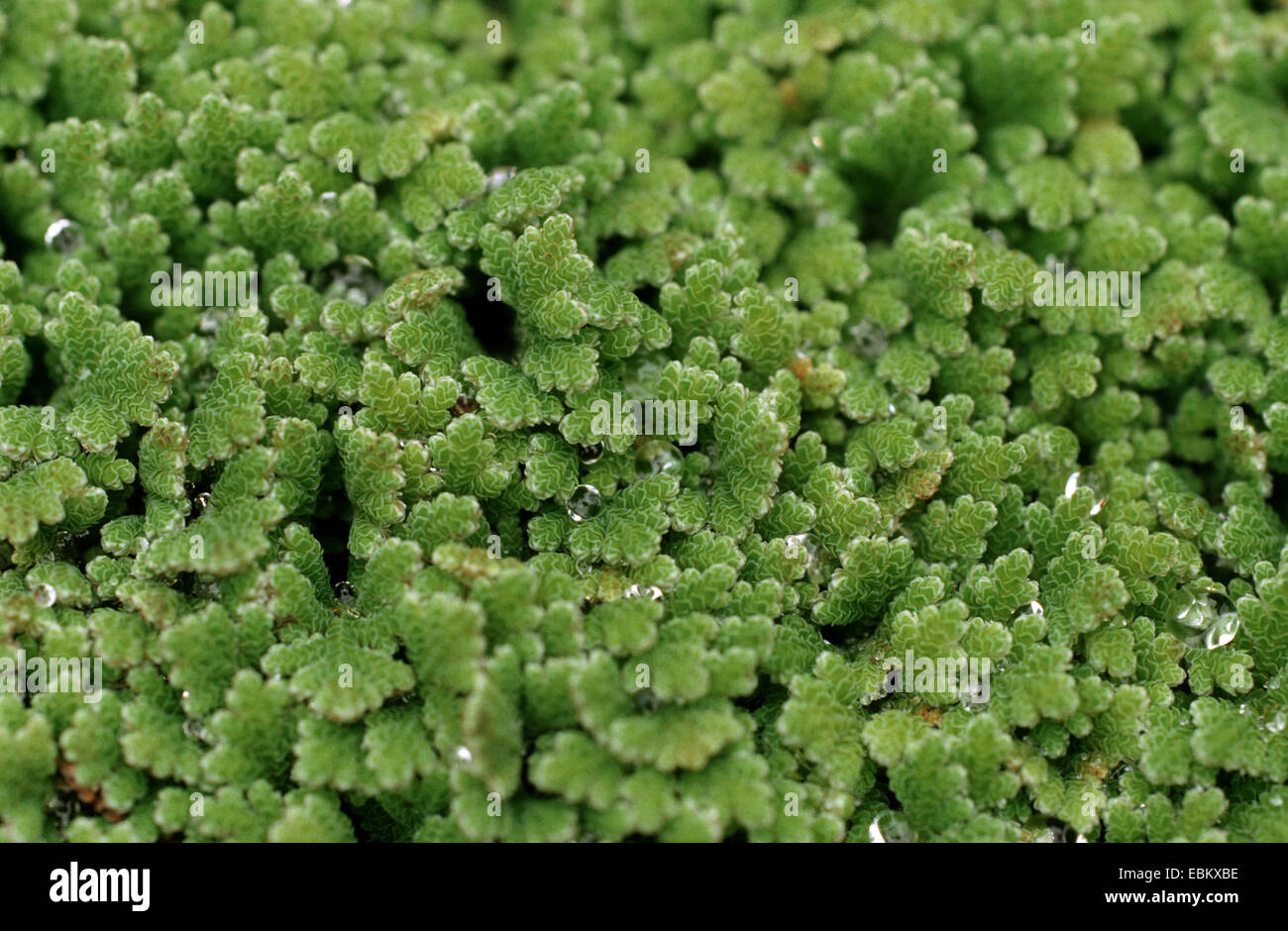 Azolla Fern