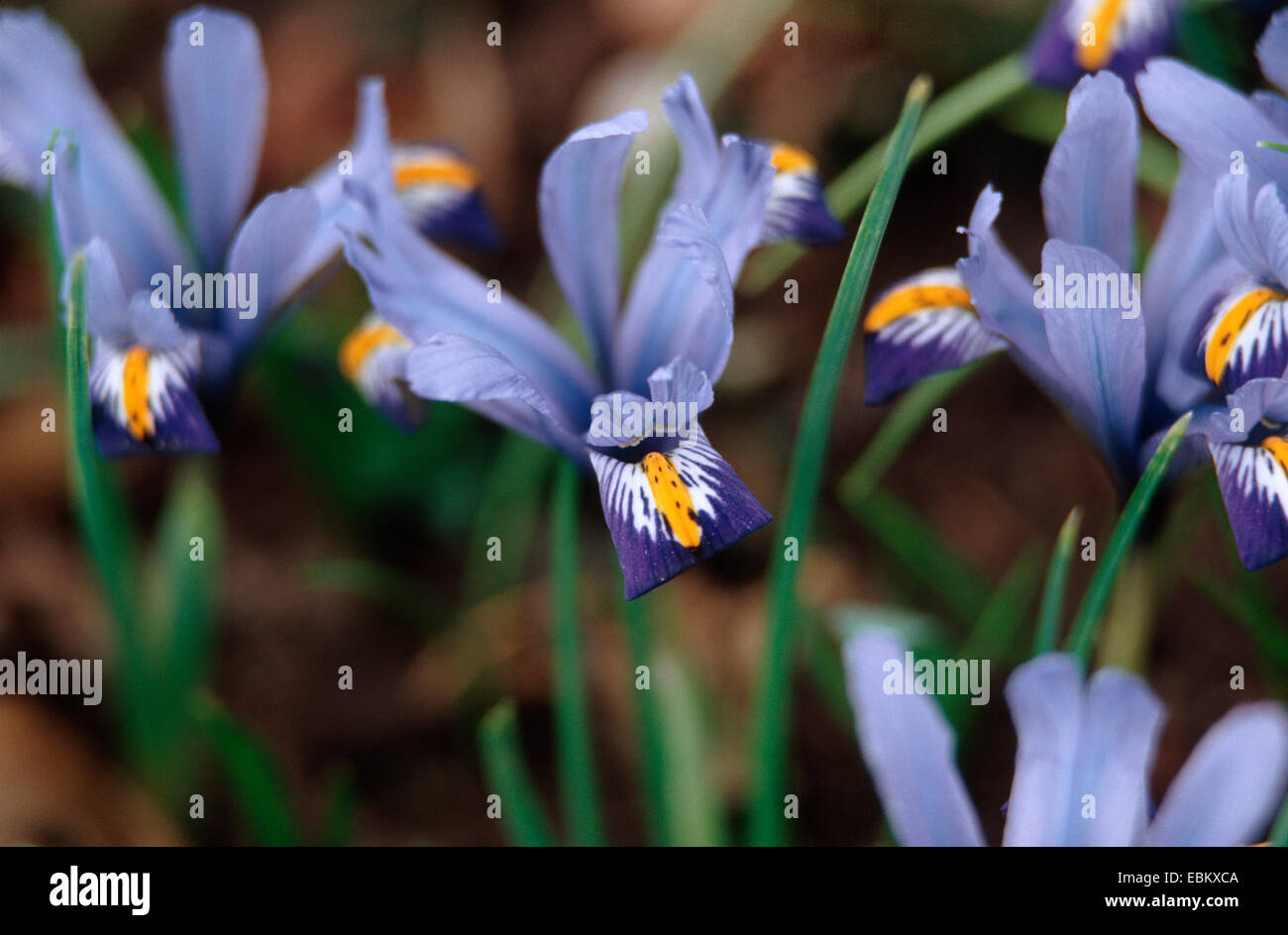 dwarf beardless iris (Iris reticulata 'Gordon', Iris reticulata Gordon ...