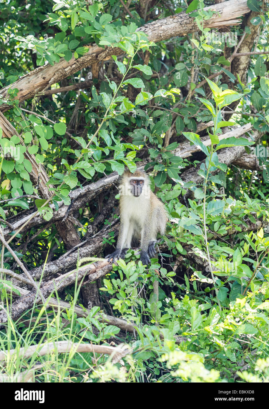 Savanna monkey hi-res stock photography and images - Alamy