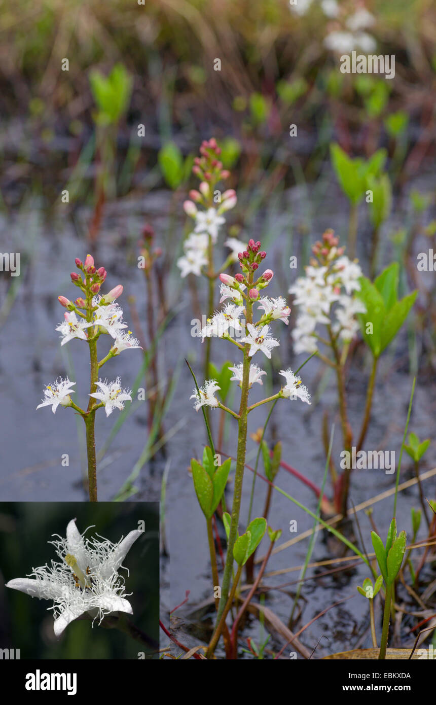 Southern section moors hi-res stock photography and images - Alamy